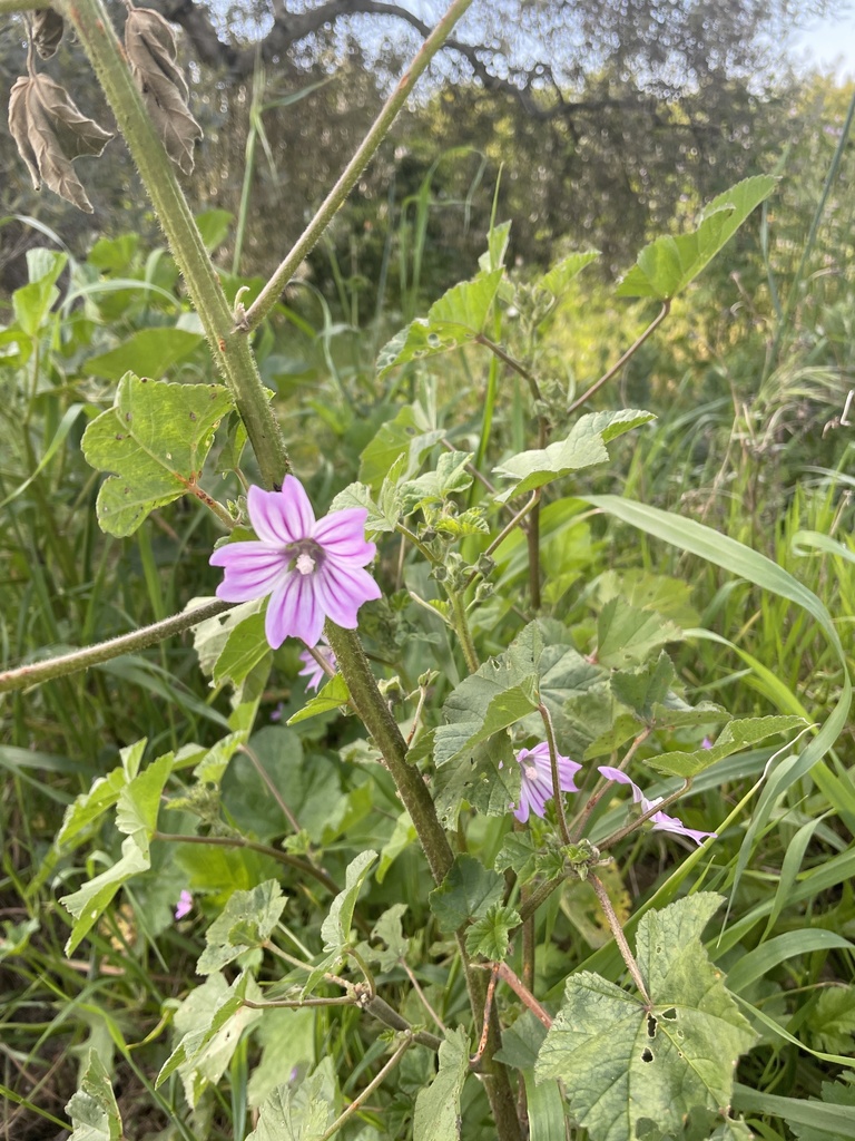 Cretan mallow from M 516-2, Moncarapacho, Algarve, PT on April 08, 2022 ...