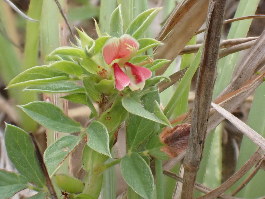 Indigofera inhambanensis from Nkundwini, South Africa on December 17 ...