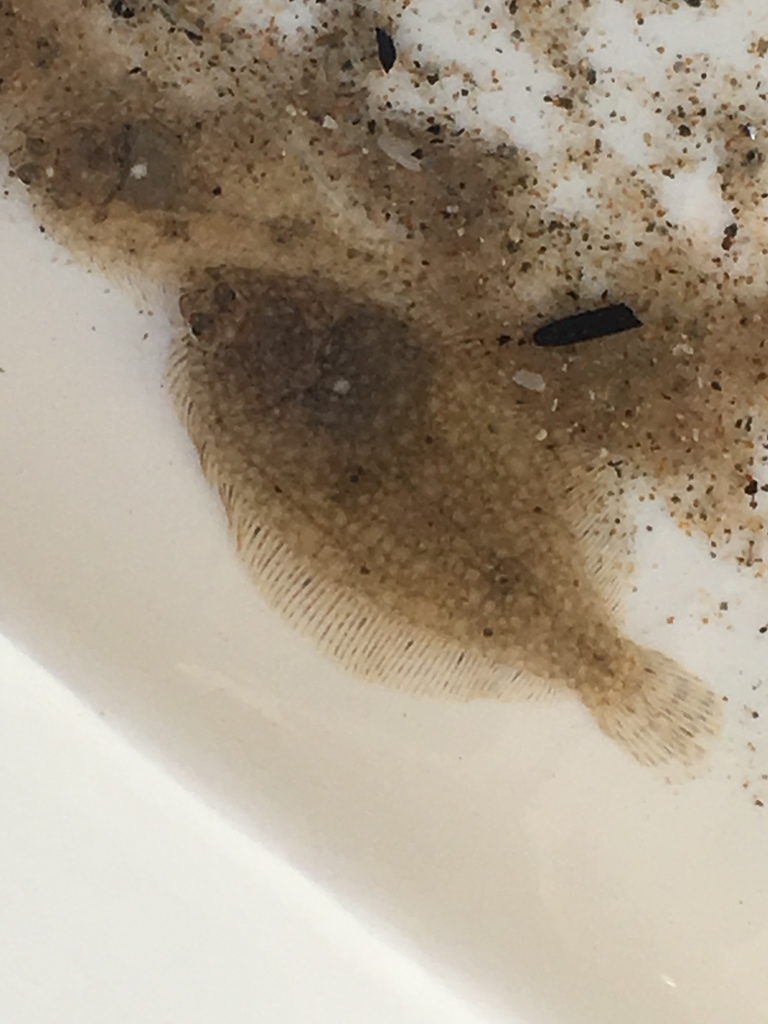 Flatfishes from North Sea, Buckie, Scotland, GB on May 27, 2018 at 05: ...