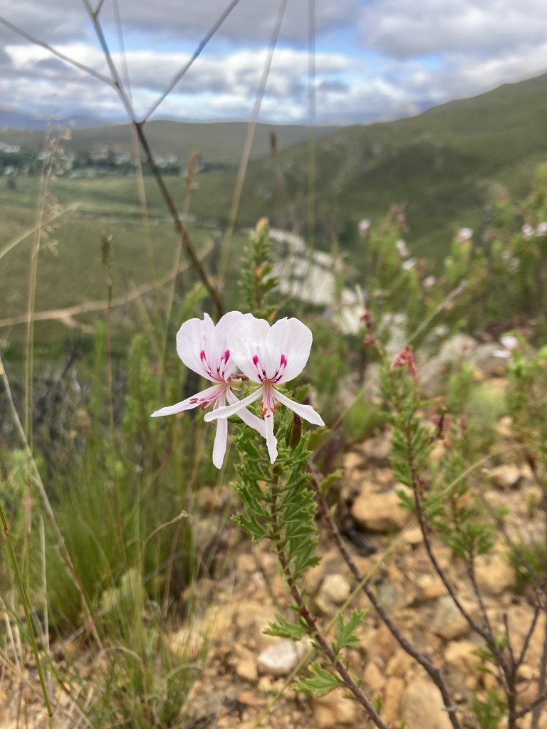 Dollrose Storksbill from Boesmankloof Hiking Trail, Greyton, WC, ZA on ...