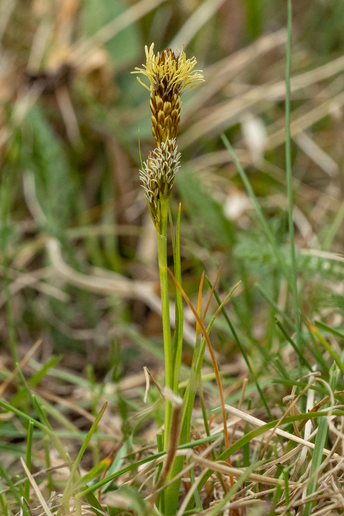 spring sedge from Gratkorn, Österreich on April 08, 2022 at 04:01 PM by ...