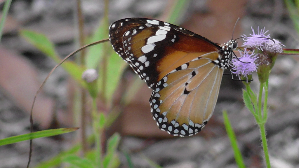 Lesser Wanderer from Watsonville QLD 4887, Australia on April 02, 2022 ...
