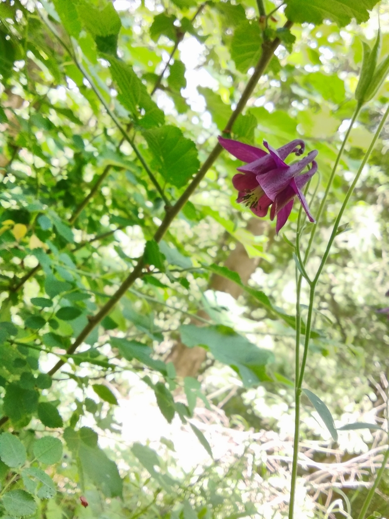 Aquilegia vulgaris from 73190 La Thuile, France on June 10, 2021 at 03:18 PM by ferlay myriam ...