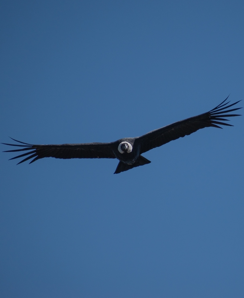 Andean Condor in March 2022 by Mauricio Becker · iNaturalist
