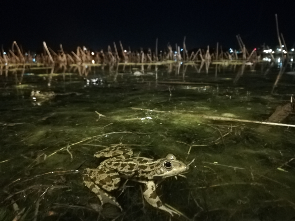 Marsh Frog from Babol, IR-MN, IR on April 01, 2022 at 09:31 PM by ...