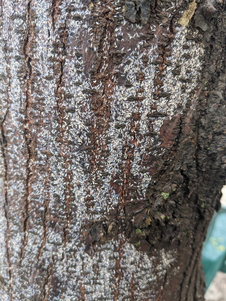 Japanese maple scale from Canton Park, Baltimore, MD 21224, USA on ...