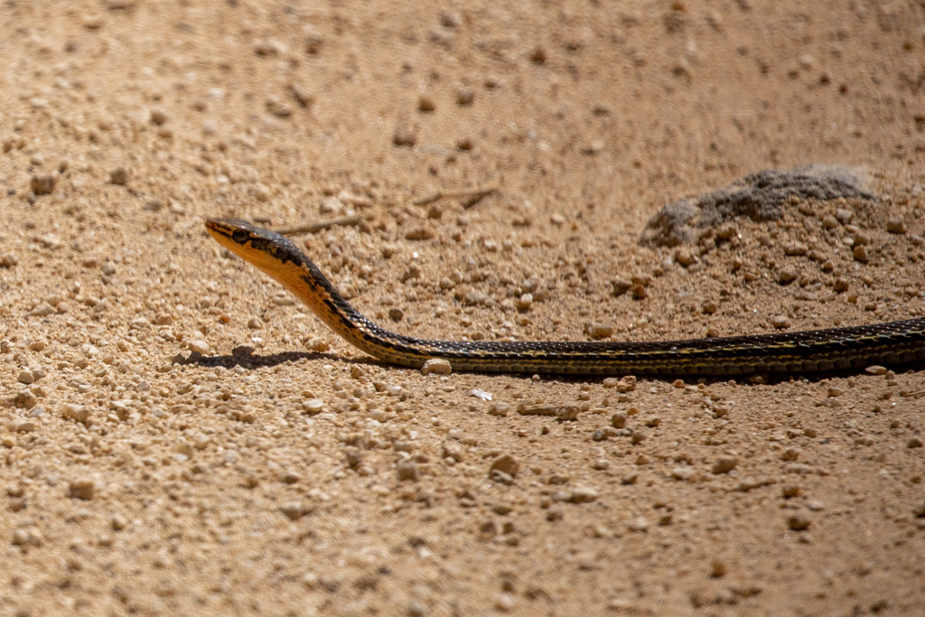 Baja California Striped Whip Snake from La Paz, BCS, MX on March 29 ...