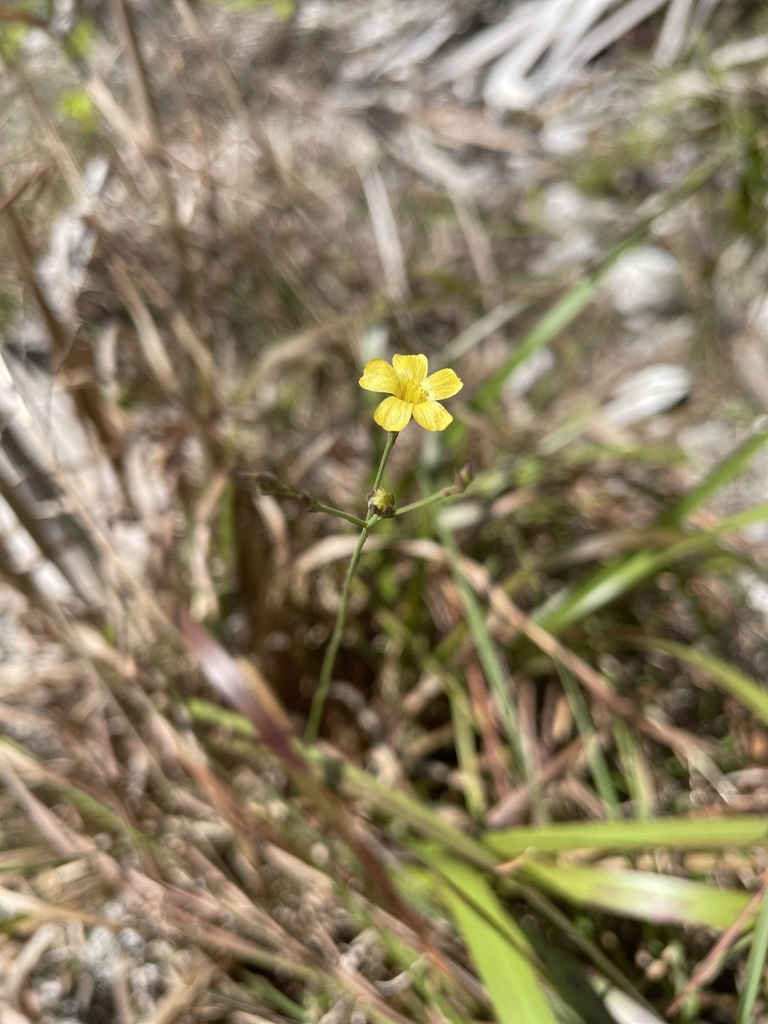 sand flax in April 2022 by Kevin C. Known area, FNAI documented ...