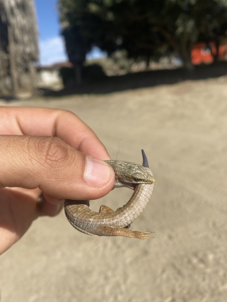 San Diego Alligator Lizard from Ensenada, BC, MX on April 8, 2022 at 04 ...