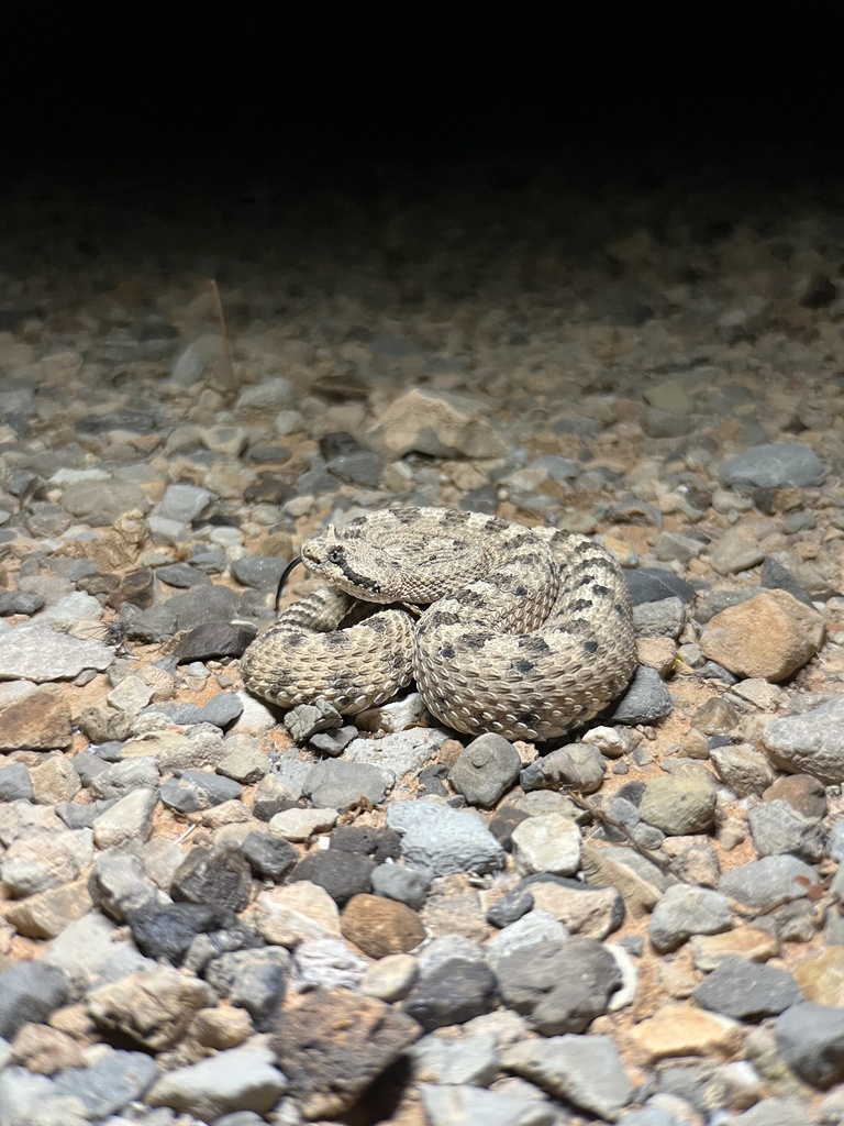 Sidewinder in April 2022 by Josh Benavidez · iNaturalist