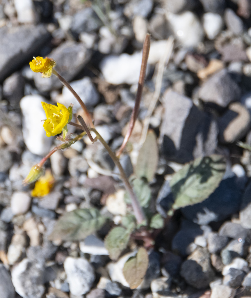 Chylismia from Inyo County, CA, USA on April 1, 2022 at 11:26 AM by ...