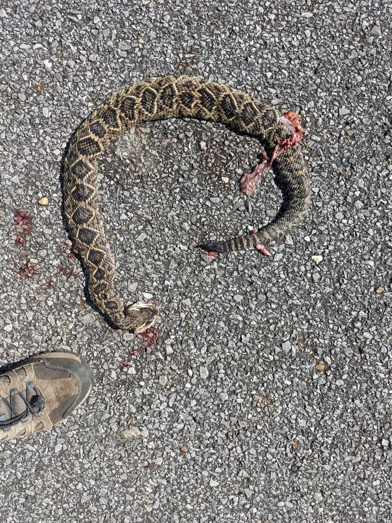Eastern Diamondback Rattlesnake in April 2022 by Mackenzie Sconyers ...