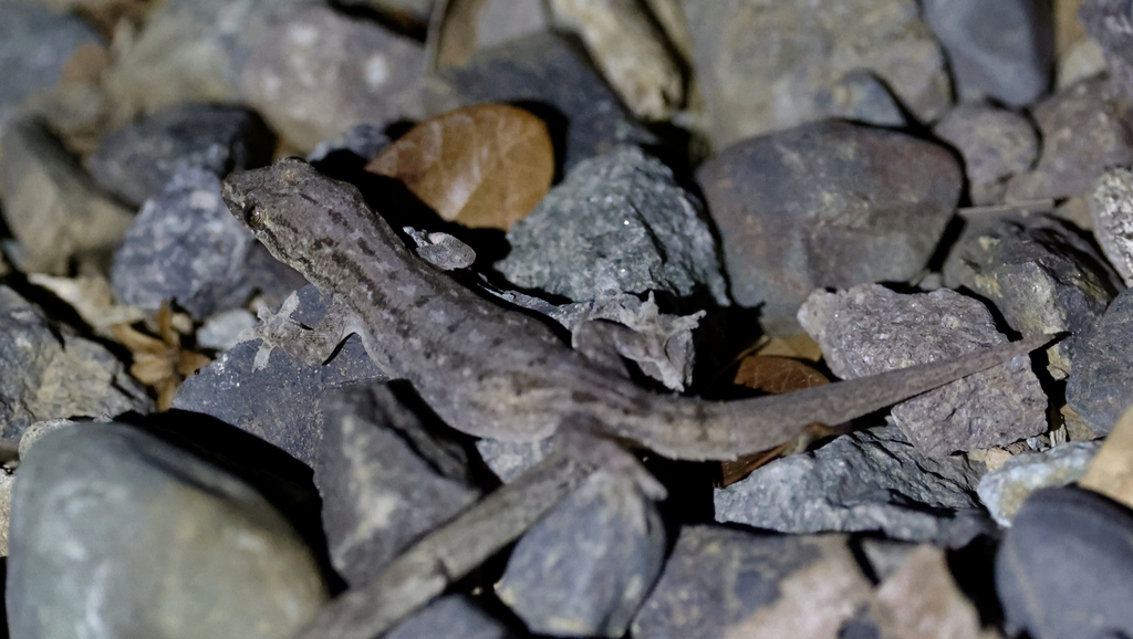 Asian House Gecko from Puntarenas Province, Costa Rica on April 7, 2022 ...