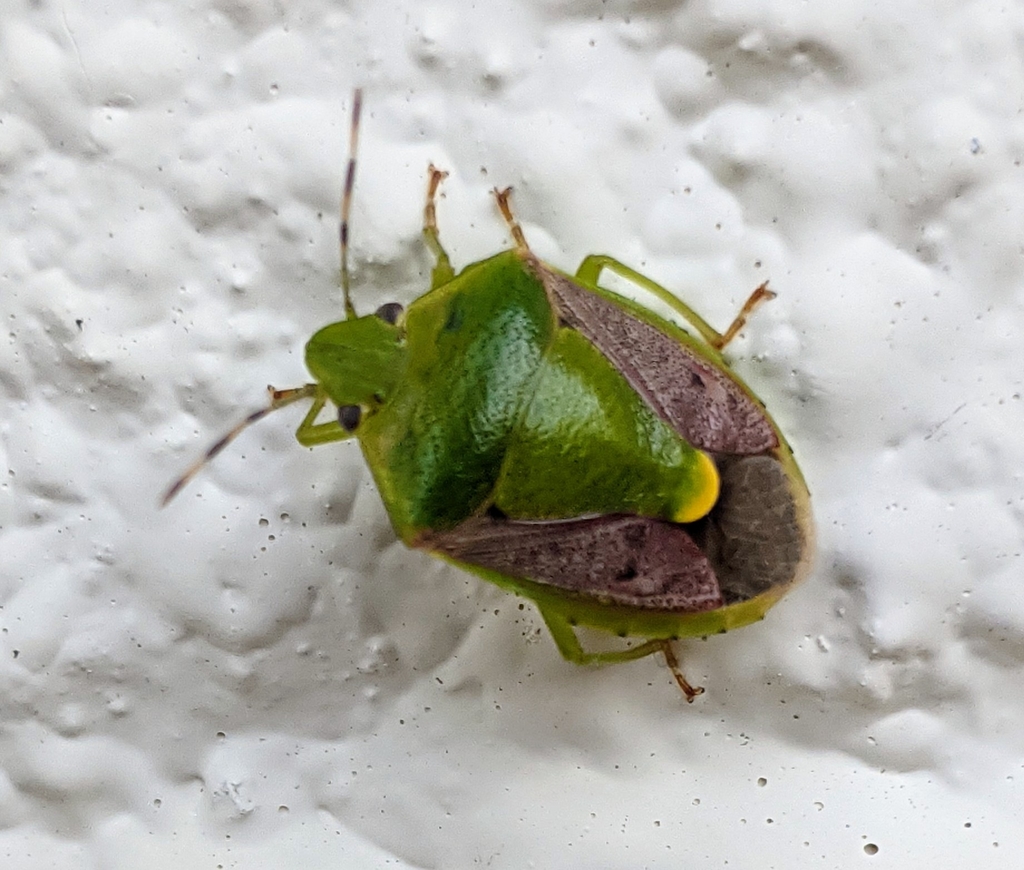 Oriental Stink Bug from 966 Kuwae, Chatan, Nakagami District, Okinawa ...