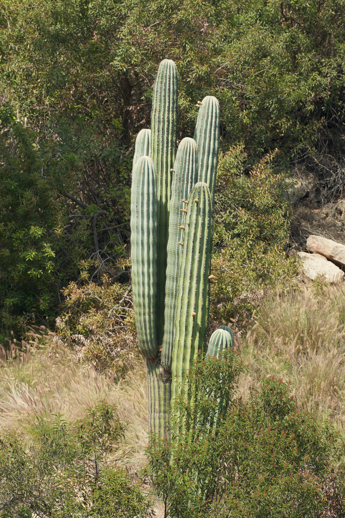Mexican Giant Cactus from San Pasqual Valley, San Diego, CA, USA on May ...