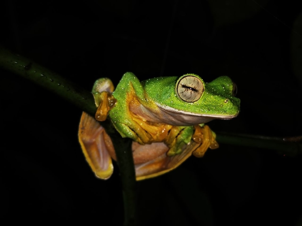 Wallace's Flying Frog from Borneo Rainforest Lodge on November 19, 2021 ...
