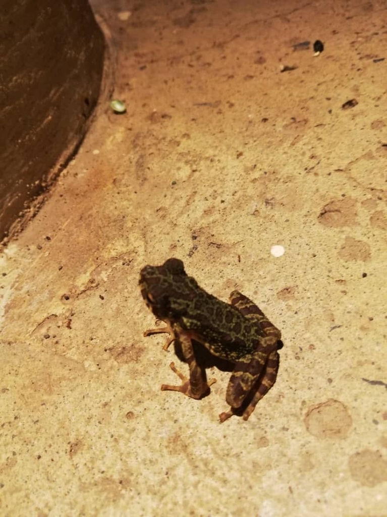Everett's Asian Tree Toad from Borneo Rainforest Lodge on November 19 ...