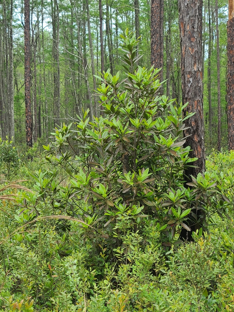 Swamp Bay from Lake City, FL 32055, USA on April 07, 2022 at 09:15 AM ...