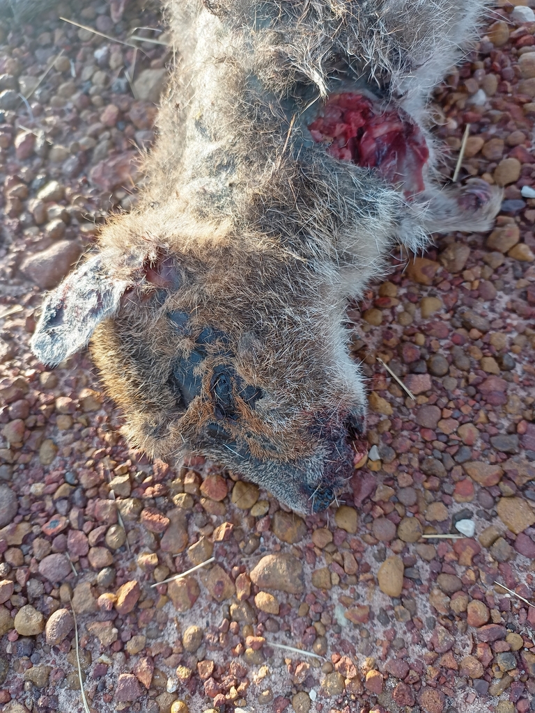 Spectacled Hare Wallaby from Manbulloo NT 0852, Australia on April 9 ...