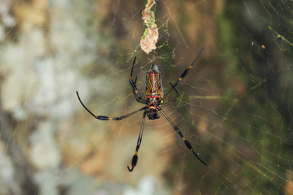 Golden Silk Spider from Heredia, Sarapiquí, Costa Rica on February 8 ...