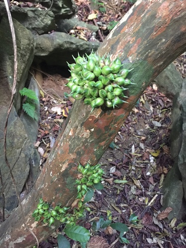 Taxotrophis macrophylla · iNaturalist Australia