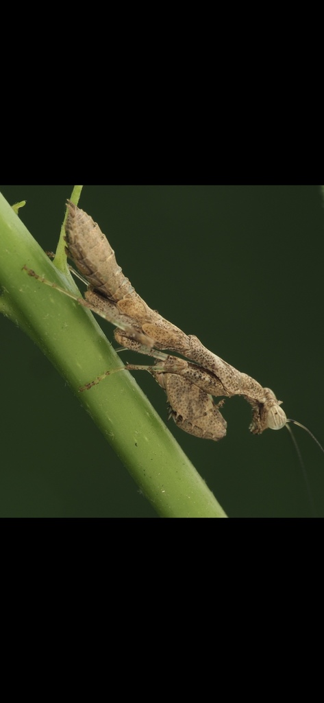 Japanese Boxer Mantis from 菜寮路, TW on April 09, 2022 at 07:36 PM by ...