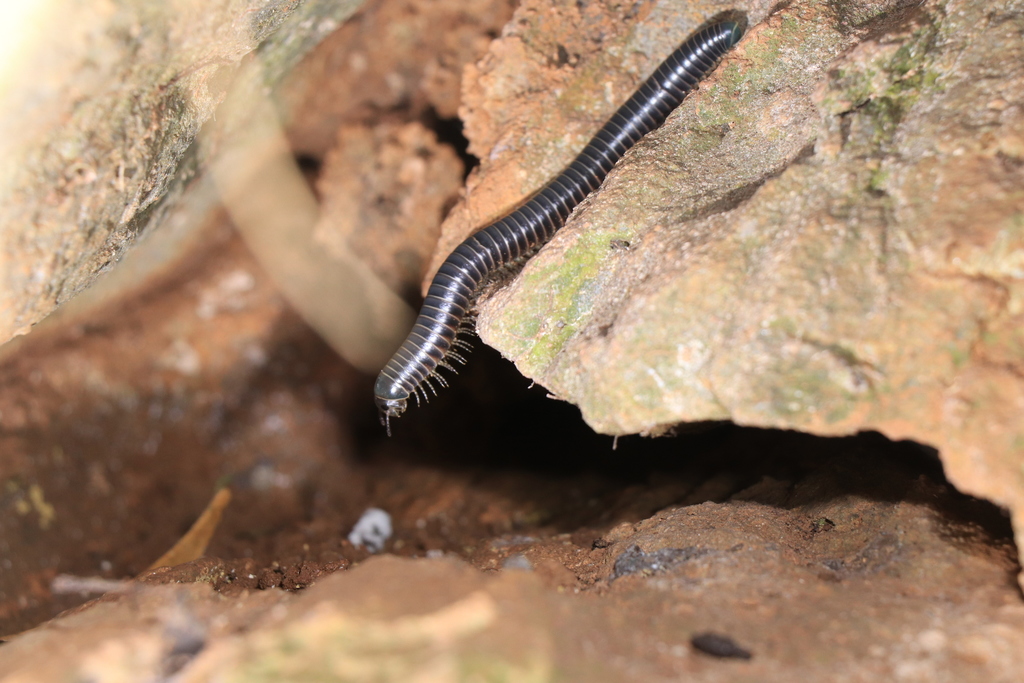 Round-backed Millipedes from 中国云南省西双版纳傣族自治州勐腊县 on March 25, 2022 at 09: ...