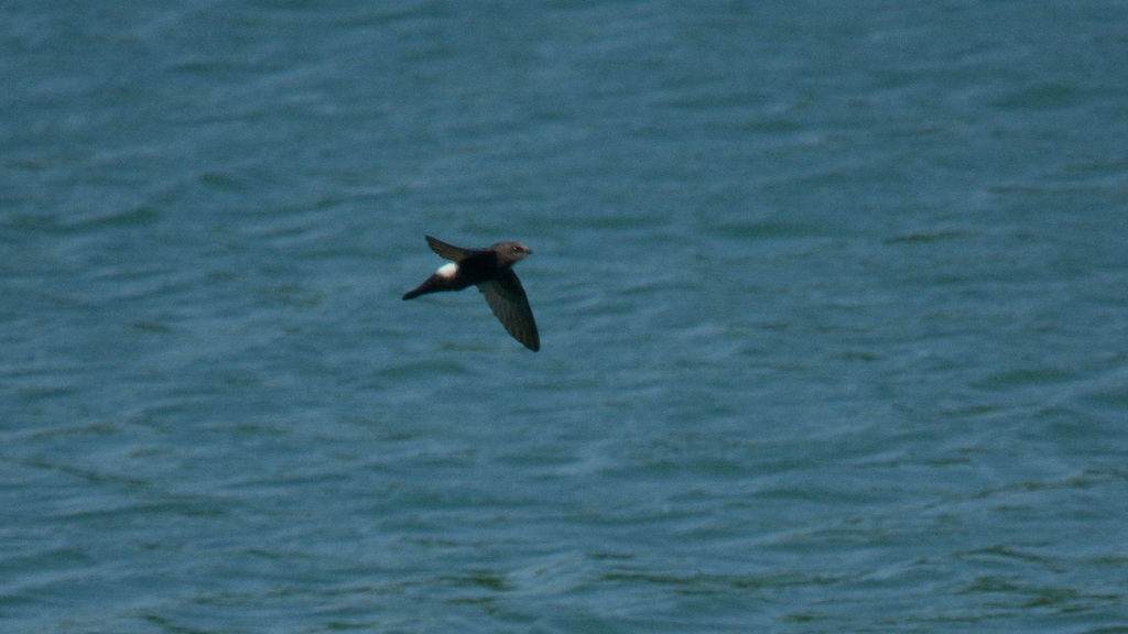 House Swift from 香港九龍水塘 on April 09, 2022 at 01:45 PM by WK Cheng ...