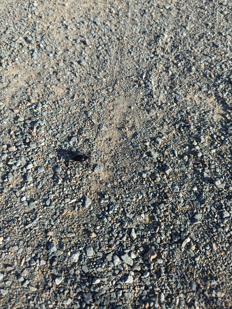 Darkling Beetles from Imperial Beach, CA, USA on April 9, 2022 at 07:55 ...