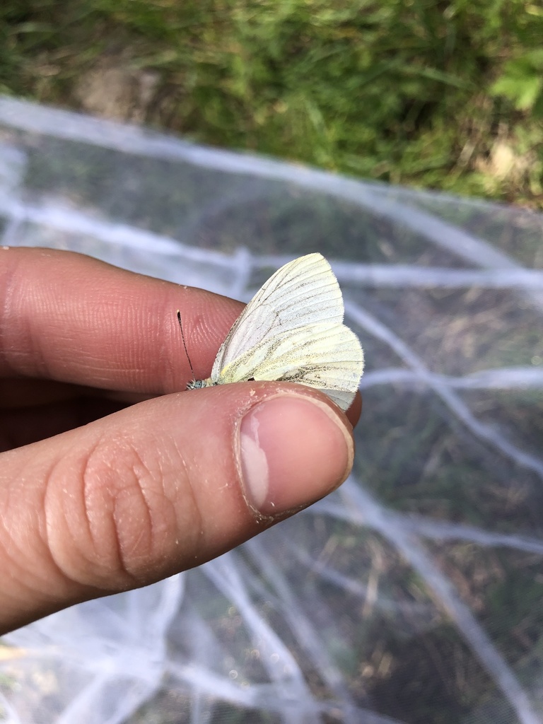 Green-veined White from Sud-Est, Verona, Veneto, IT on April 09, 2022 ...