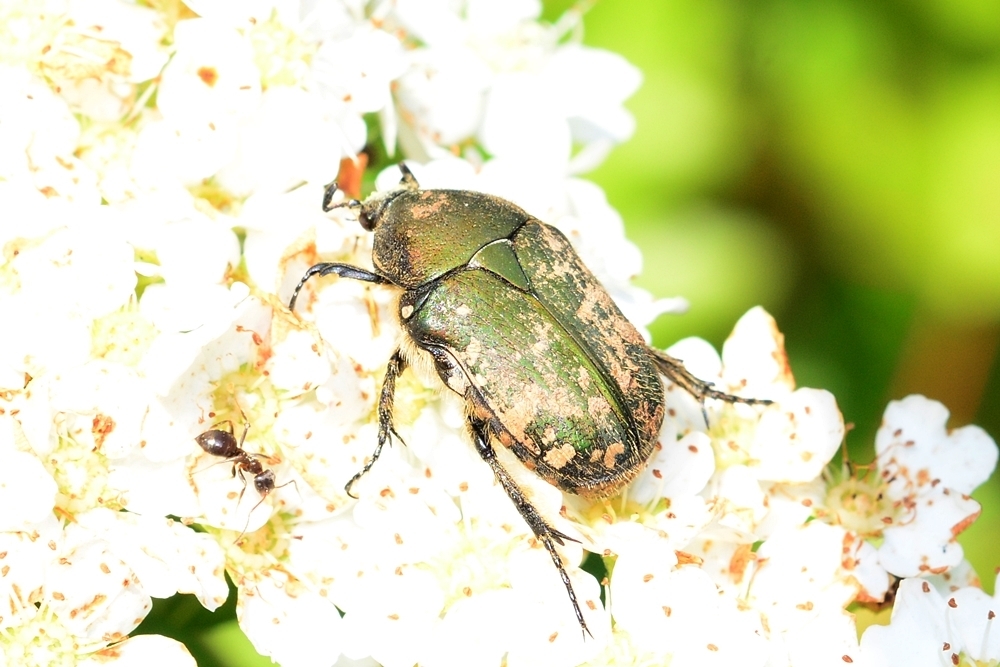 Blue Flower Chafer from 대한민국 강원도 영월군 on May 26, 2018 at 09:58 AM by ...