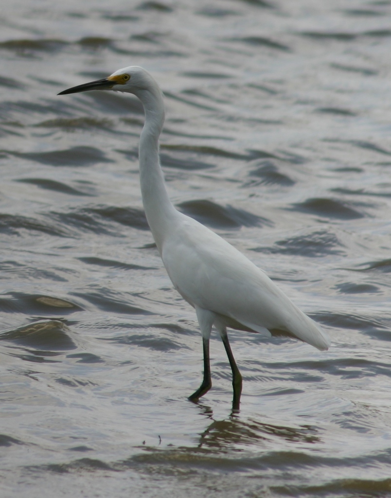 Snowy Egret from Palm Beach, Aruba on March 28, 2005 at 10:52 AM by ...