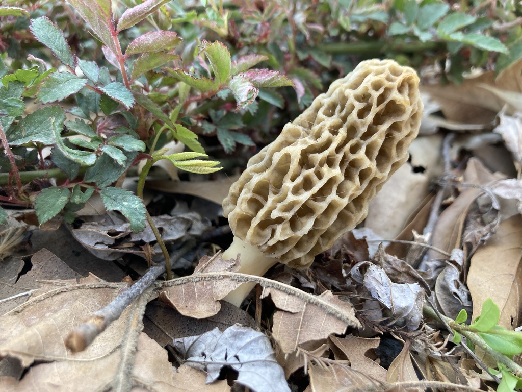 Section Morchella from Shelby Farms Park, Memphis, TN, US on April 09 ...