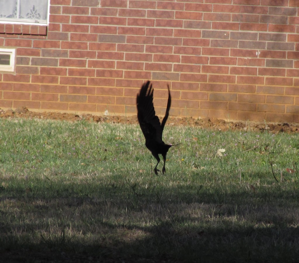 Crows and Ravens from Denton, TX, USA on April 09, 2022 at 07:47 AM by ...