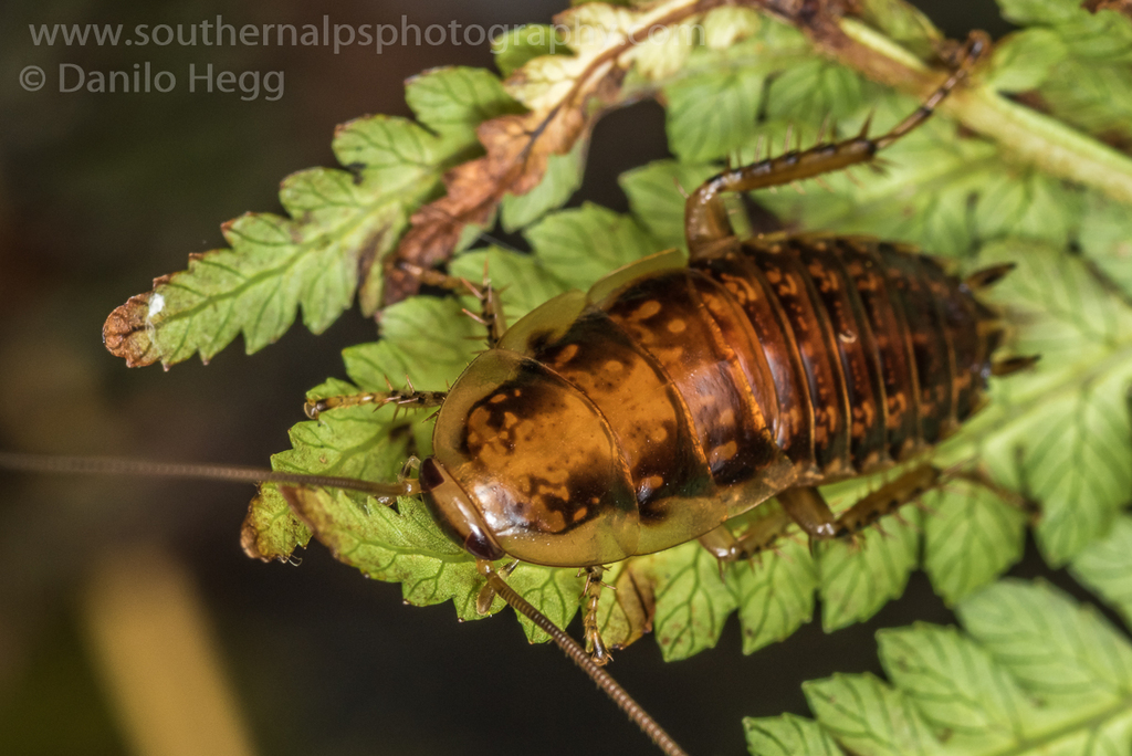 Chatham Island cockroach from Green Point, Chatham Island on December ...