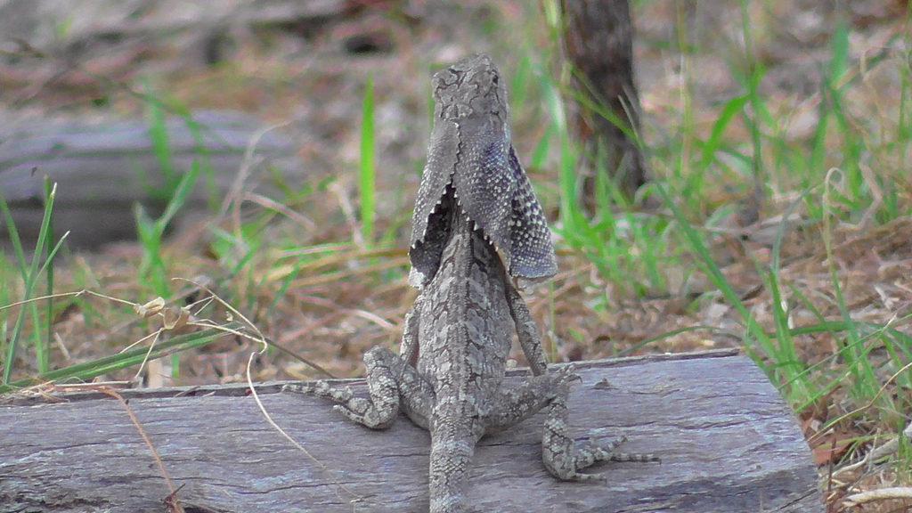 Frilled Lizard from Watsonville QLD 4887, Australia on April 9, 2022 at ...