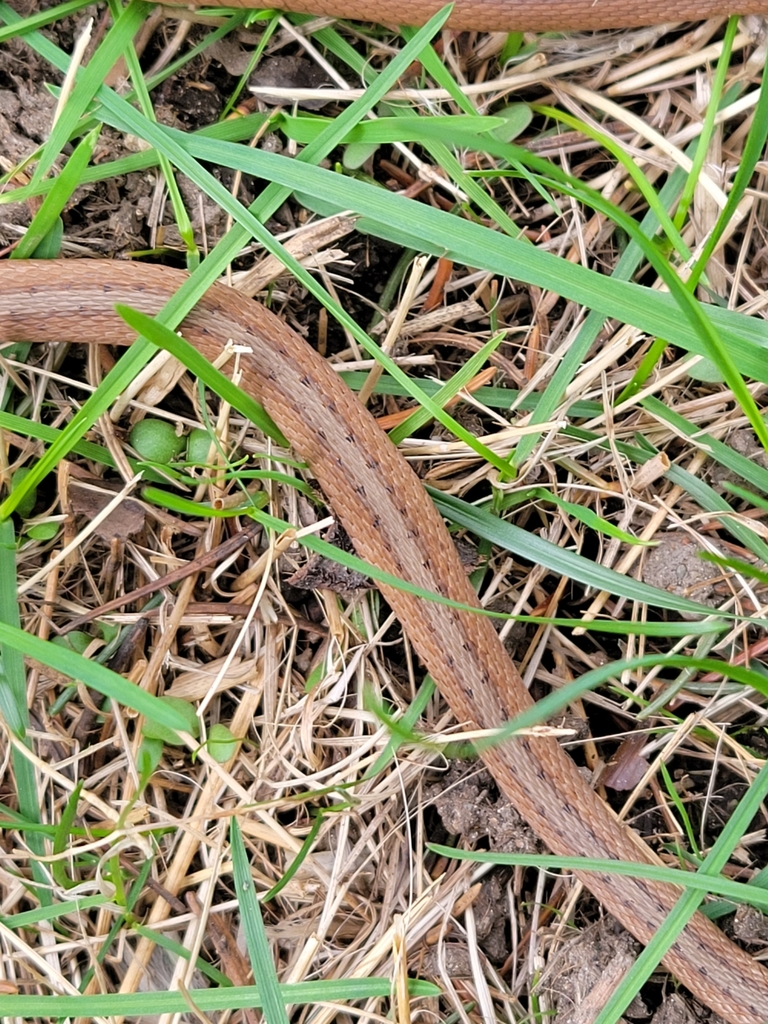 DeKay's Brownsnake from Spring Hill, Somerville, MA, USA on April 9 ...