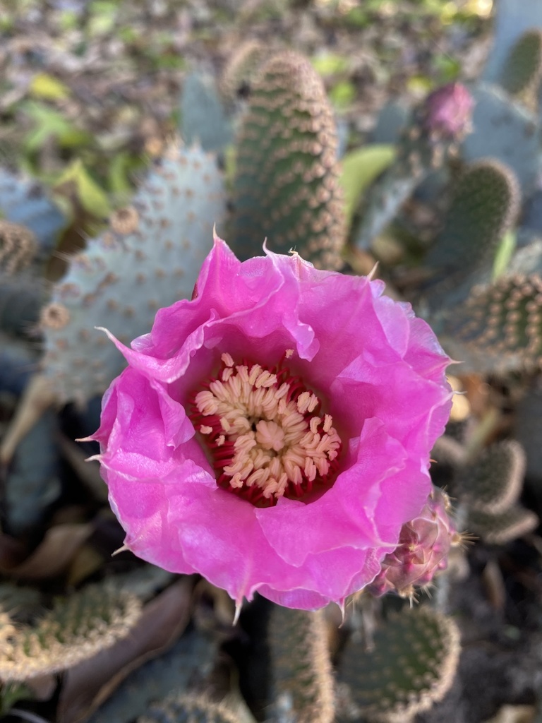 Bakersfield Cactus in April 2022 by Howard Clark · iNaturalist
