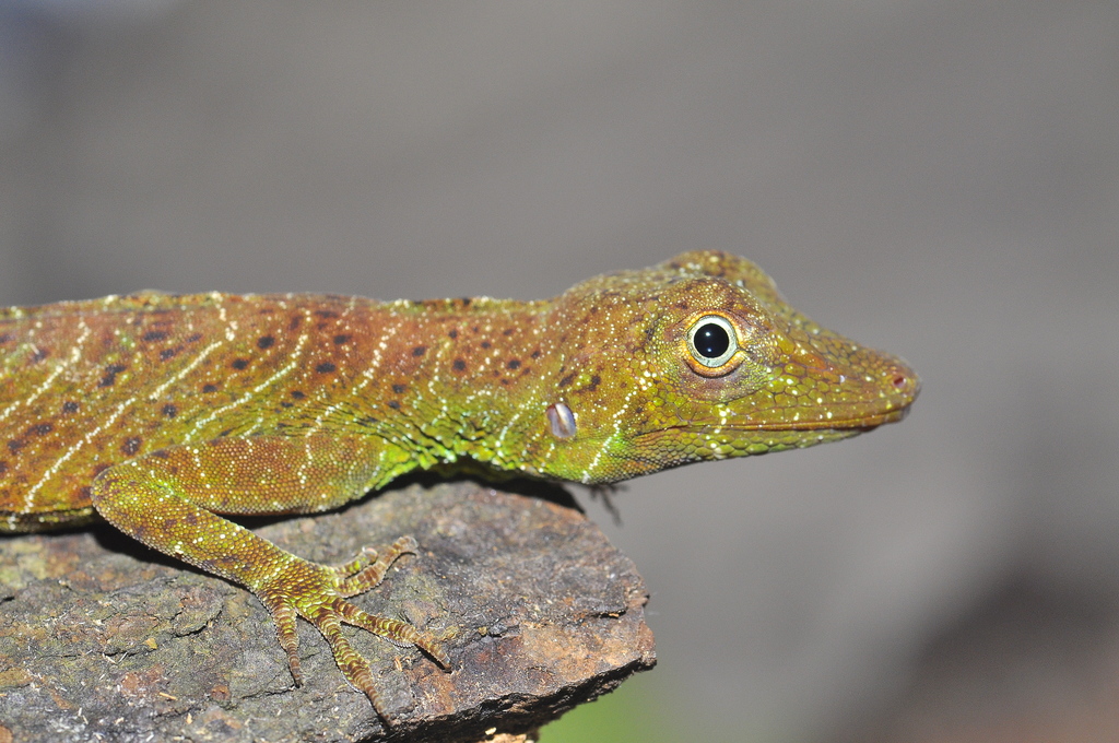 Banded Tree Anole from Coari, AM, 69460-000, Brasil on August 31, 2014 ...