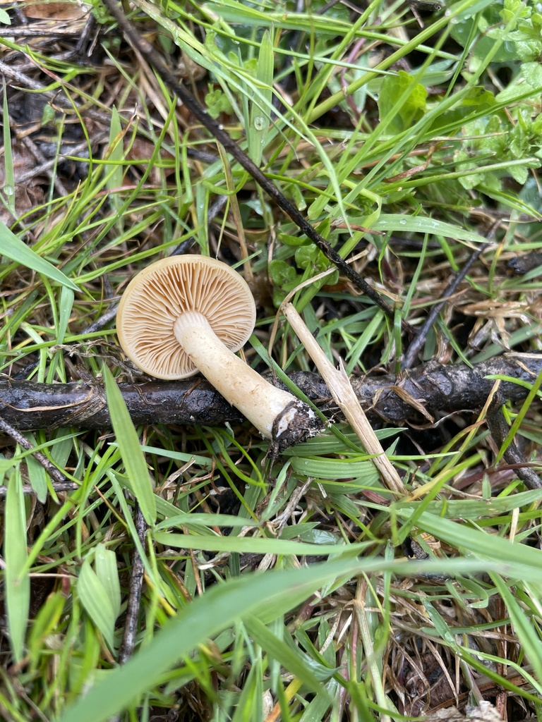 Agrocybe humosa from Shelburne Rd, Asheville, NC, US on April 9, 2022 ...