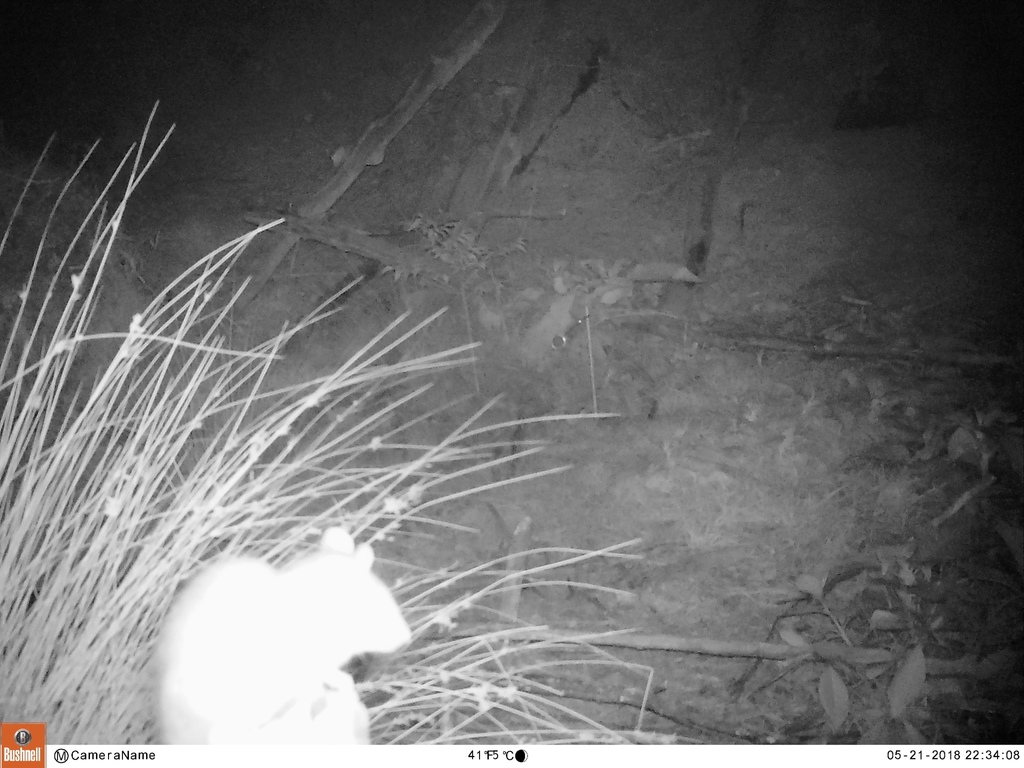Australian Bush Rat from 575–581 Mulgoa Road, Mulgoa, NSW, AU on May 21 ...