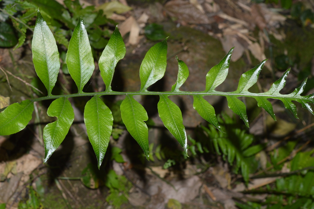 Leptochilus ellipticus from 台灣嘉義縣 on May 24, 2018 at 01:36 PM by LINDA ...