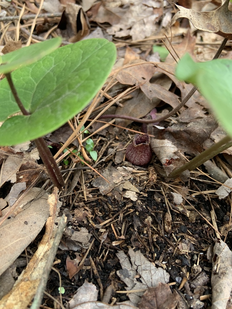 French Broad heartleaf in April 2022 by Anna Hargrave. How do you ...