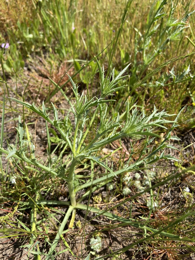 Great Valley Coyote-thistle from Junction West, Roseville, CA, US on ...