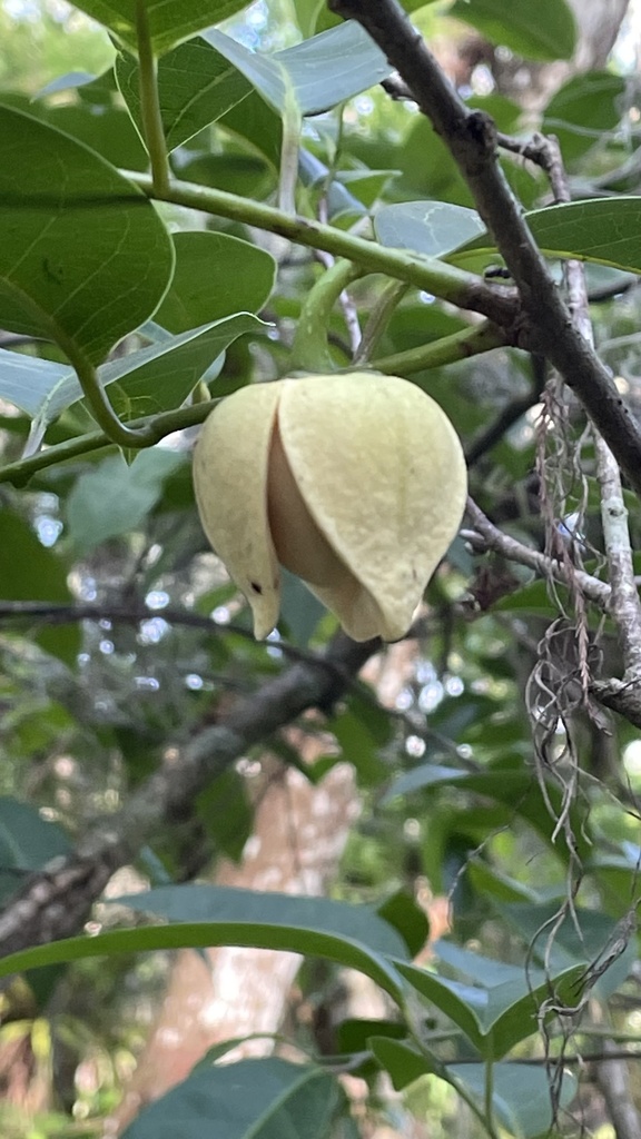 Pond Apple from Arthur R. Marshall Loxahatchee National Wildlife Refuge ...