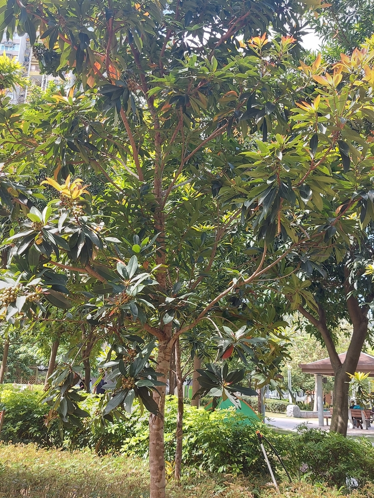 plants from Flat 7, 6/F., Shing Tai House, Tsing Tai Court, Tsing Yi, N ...