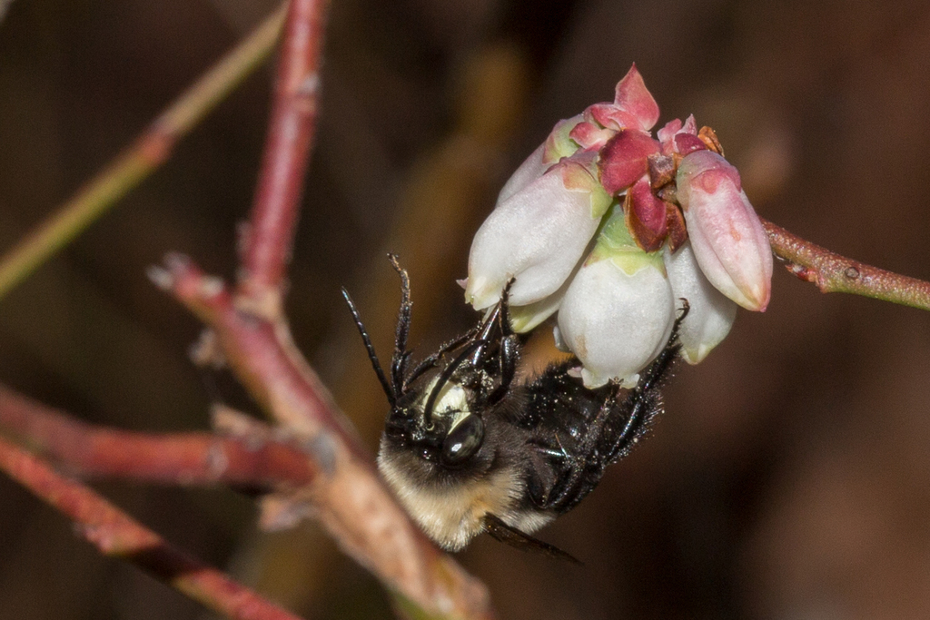 Blueberry Digger Bee from Aiken County, SC, USA on March 4, 2022 at 05: ...