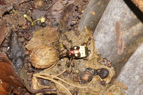 Sternuchopsis chalcomorphus · iNaturalist Ecuador