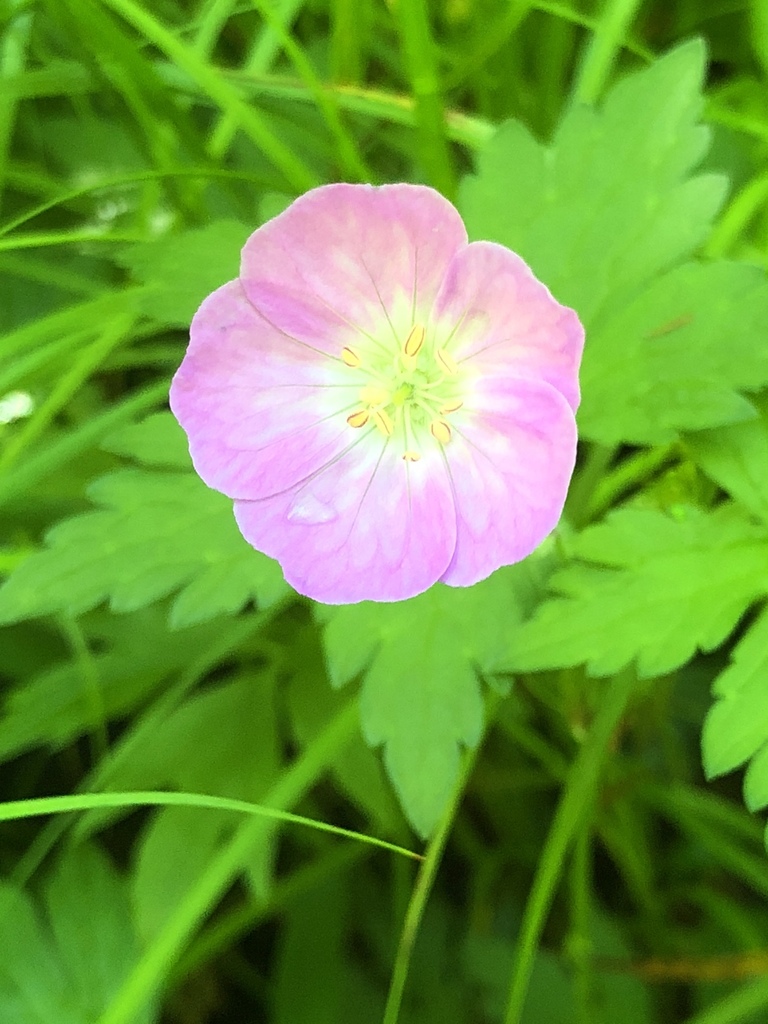 wild geranium from 1000 Rustad Rd, Faribault, MN, US on May 26, 2018 at ...