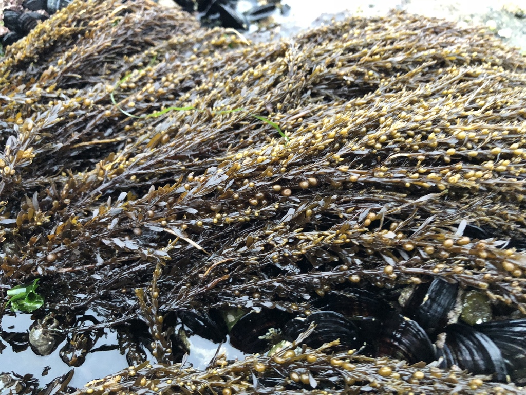 Japanese Wireweed from 350–528 Coast Blvd, , CA, US on May 28, 2018 at ...